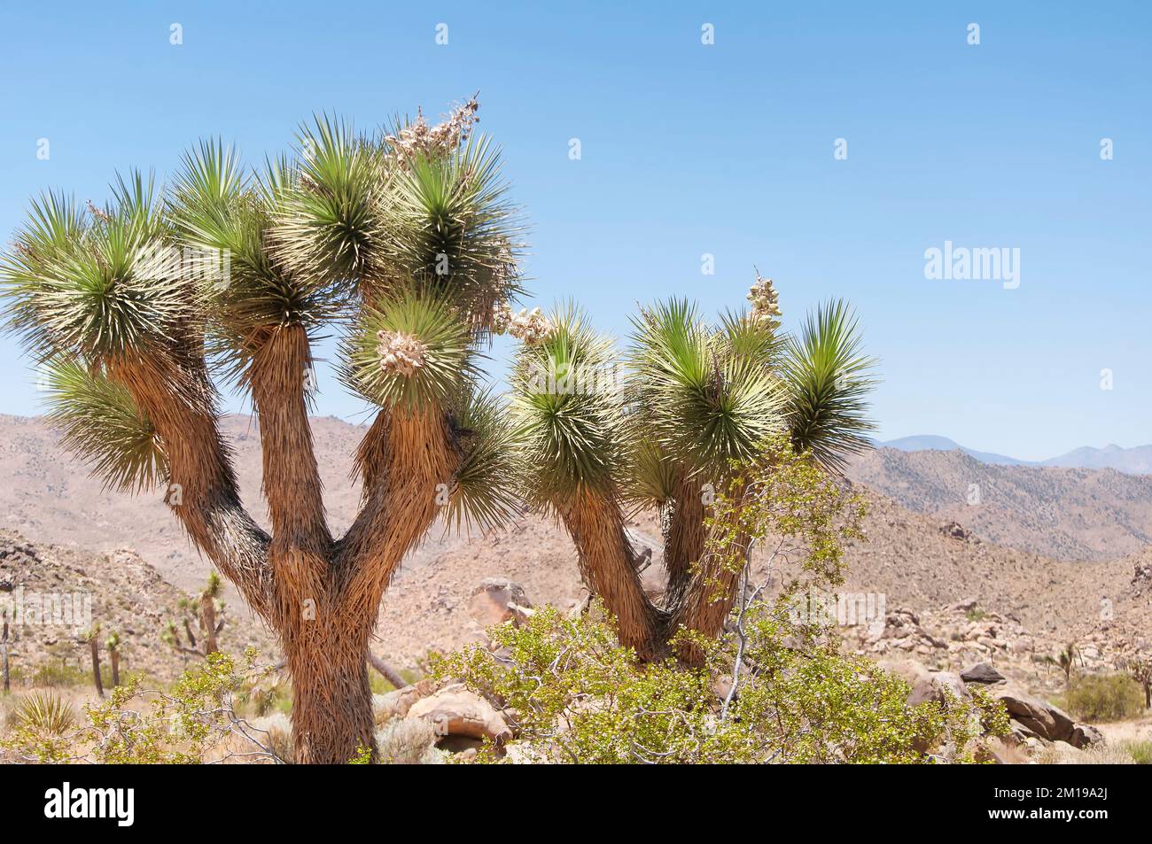 Yucca palm cacti growing in the arid desert landscape within the joshua ...