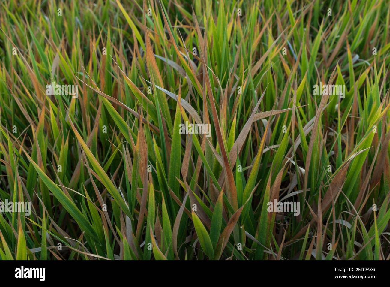 Fall colored plants hi-res stock photography and images - Alamy