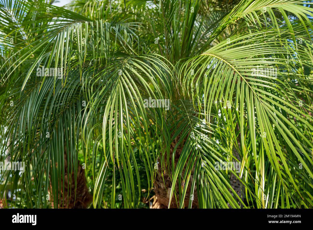 Young green pam tree branch and leaves in a bright light Stock Photo ...