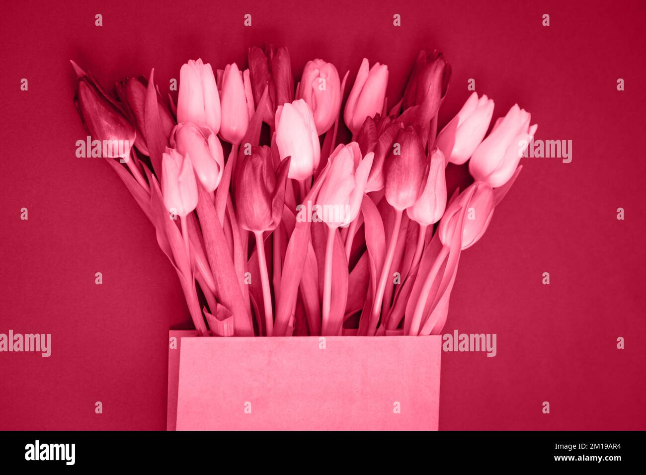Tulips in craft paper bag on viva magenta background. Viva Magenta ...