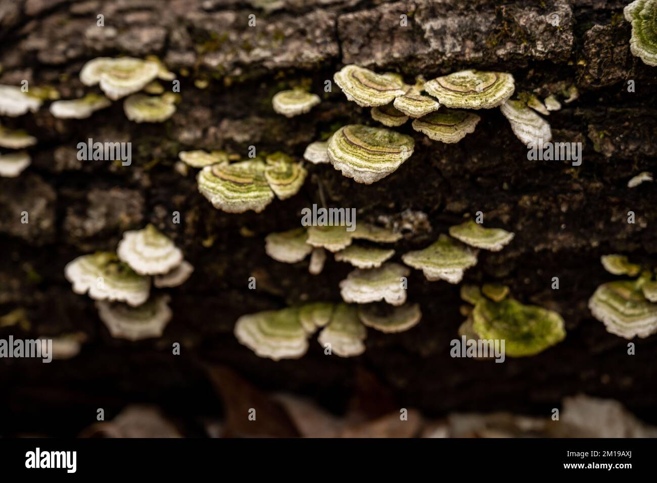 Cave fungi hi-res stock photography and images - Alamy