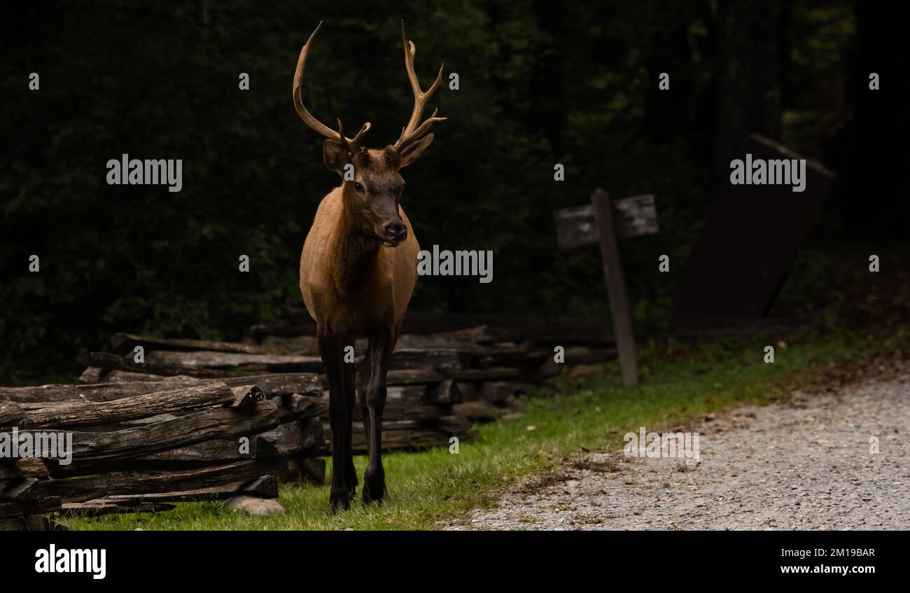 Small Bull Elk Stands At The Road Side in Great Smoky Mountains ...