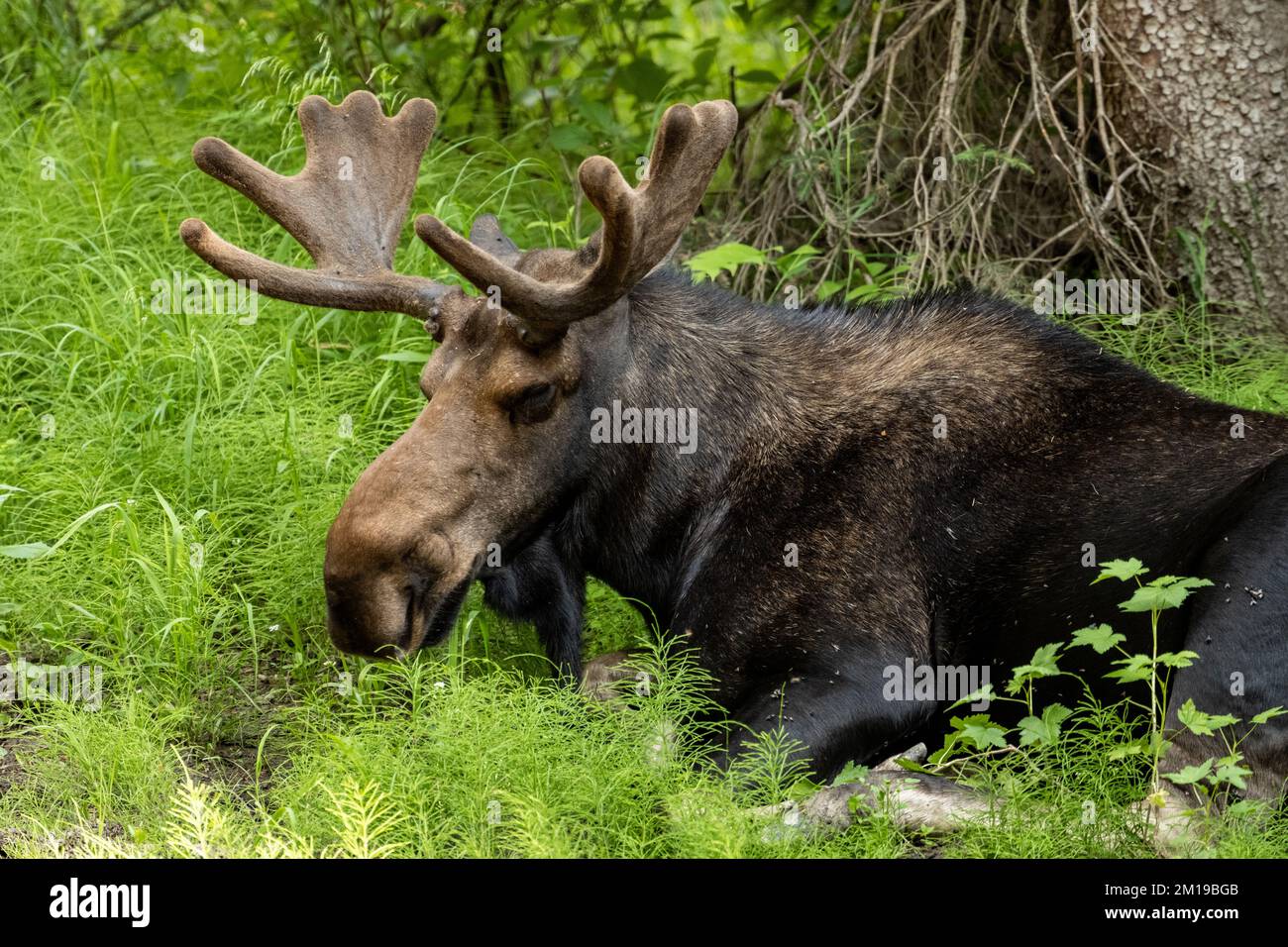 Sleeping Moose Lays In Tall Grass in Grand Teton National Park Stock ...