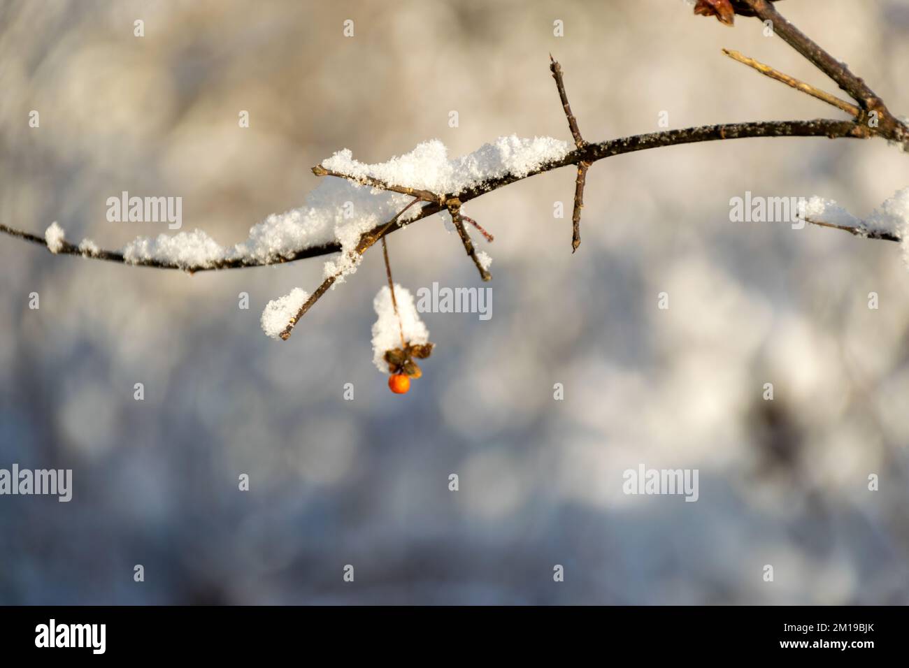 elegant silver outfit of the beginning of winter covered with trees ...