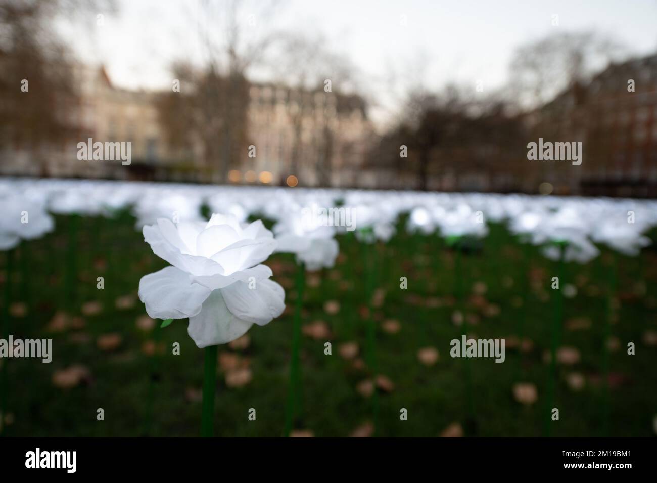 Rose lights hi-res stock photography and images - Alamy