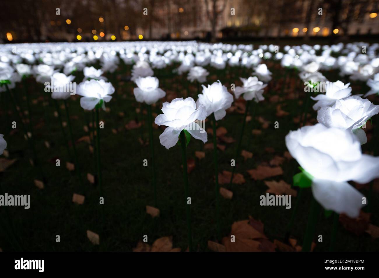 Rose lights hi-res stock photography and images - Alamy