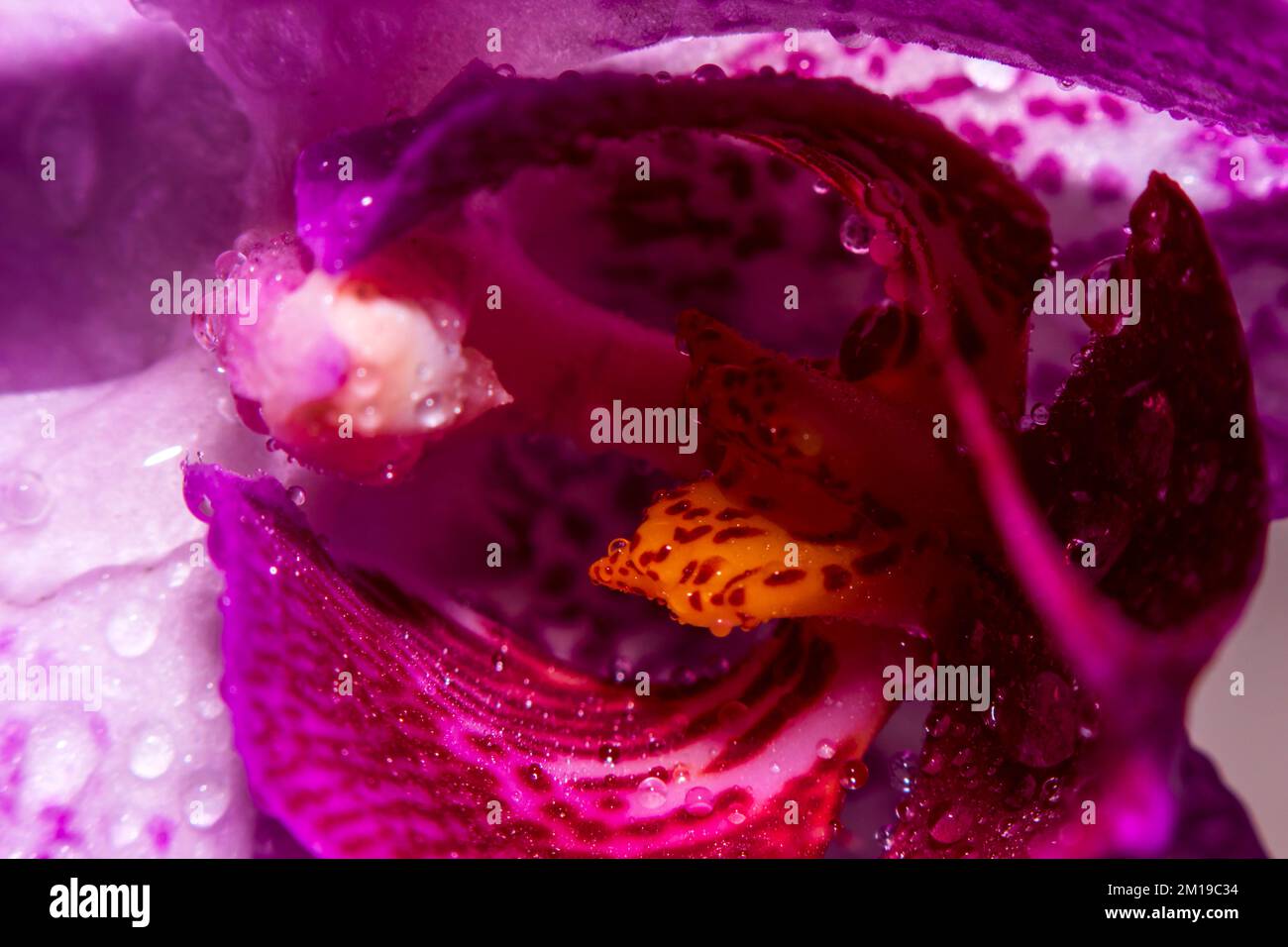 Abstraction Floral macro background. Water drops close-up on a pink ...
