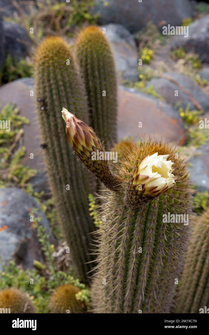 cactus in bloom at the coast of Pichilemu, Chile Stock Photo - Alamy