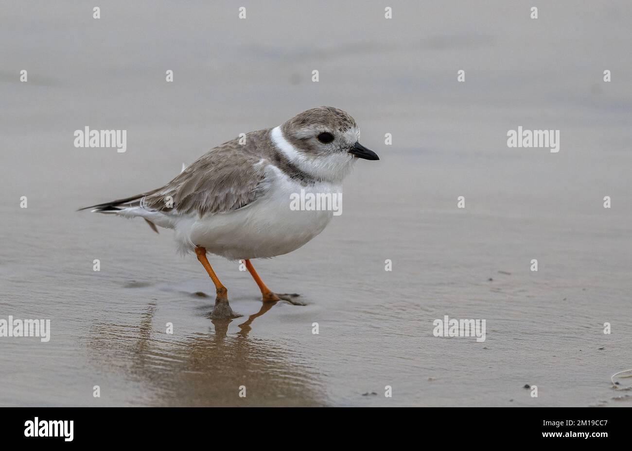 Piping plover winter hi-res stock photography and images - Alamy