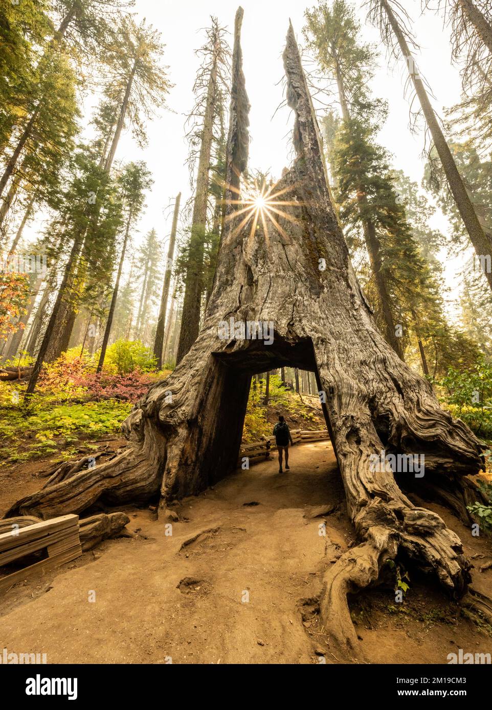 Fallen tunnel tree hi-res stock photography and images - Alamy