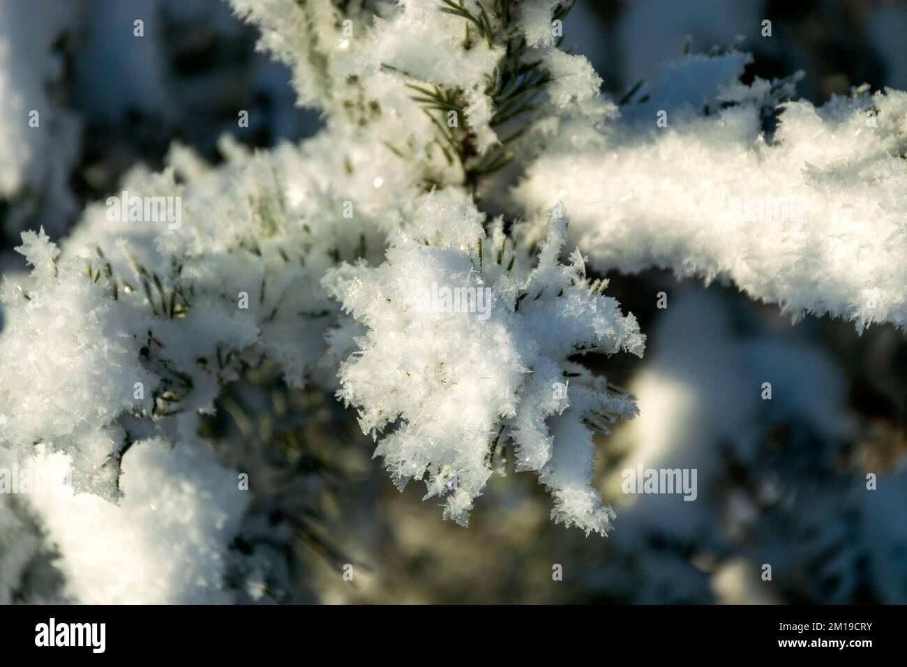 Frost covered branches of pine tree in winter fog through which morning ...