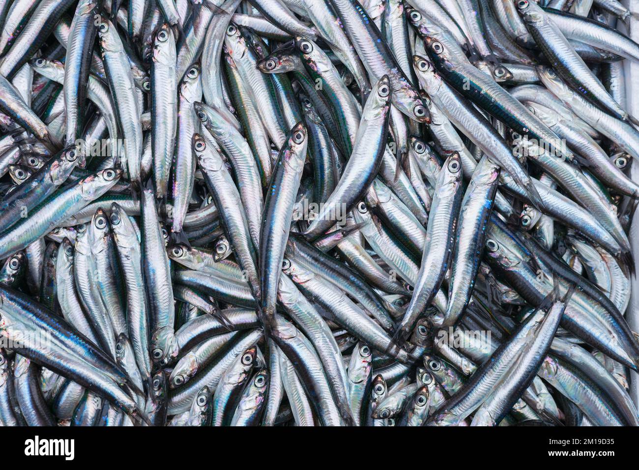 Fish sprats at the fish market. Fresh organic fish Stock Photo - Alamy