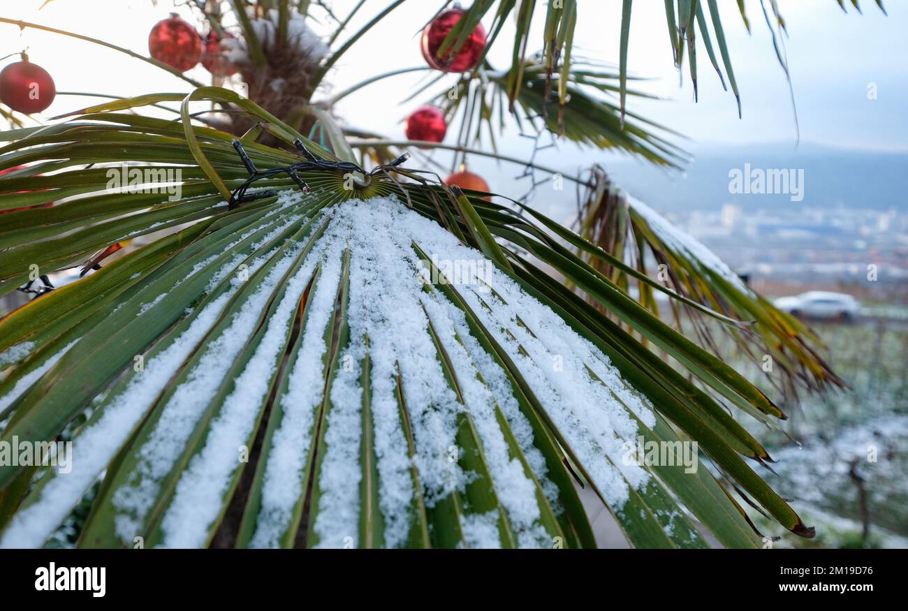 Stuttgart, Germany. 11th Dec, 2022. Snow lies on a palm tree decorated ...