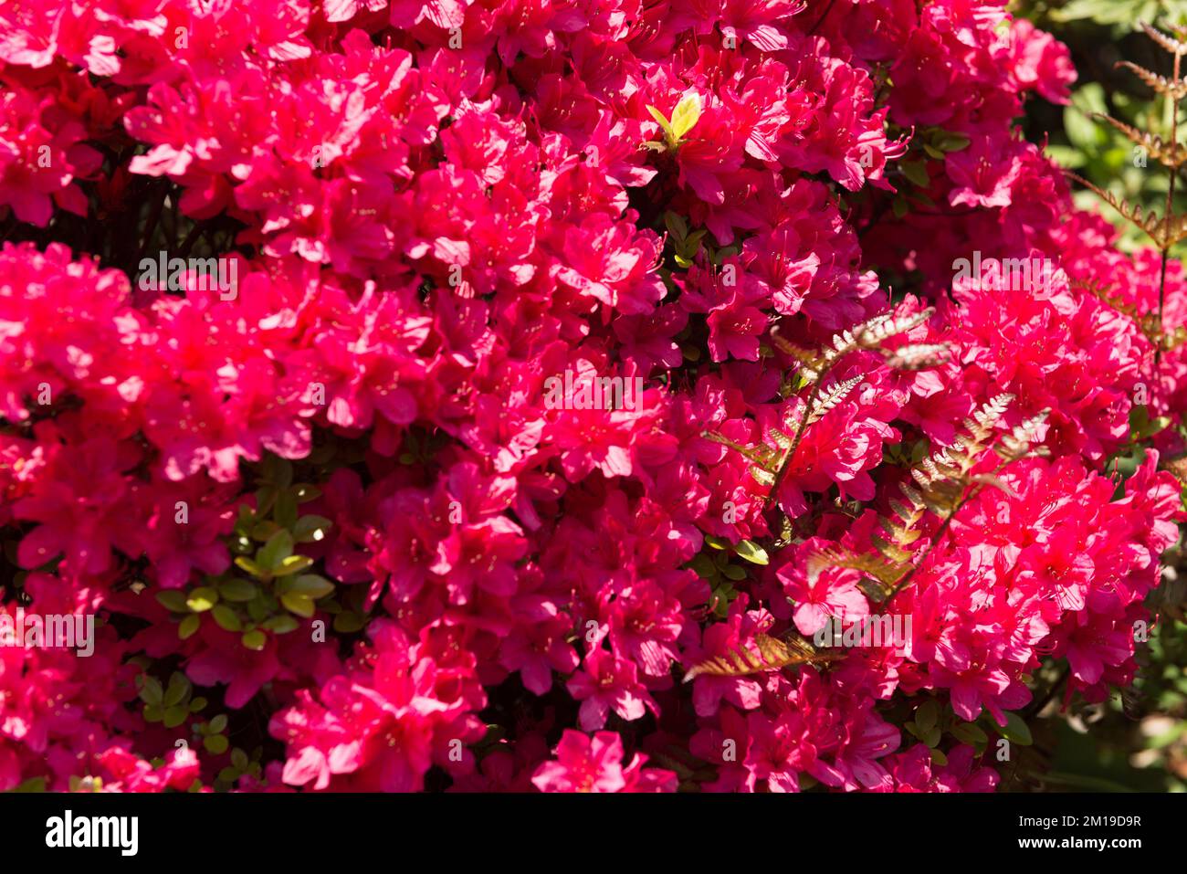 Red flowers of a plant in the tomb called 47 Ronin in the Sengaku-ji ...