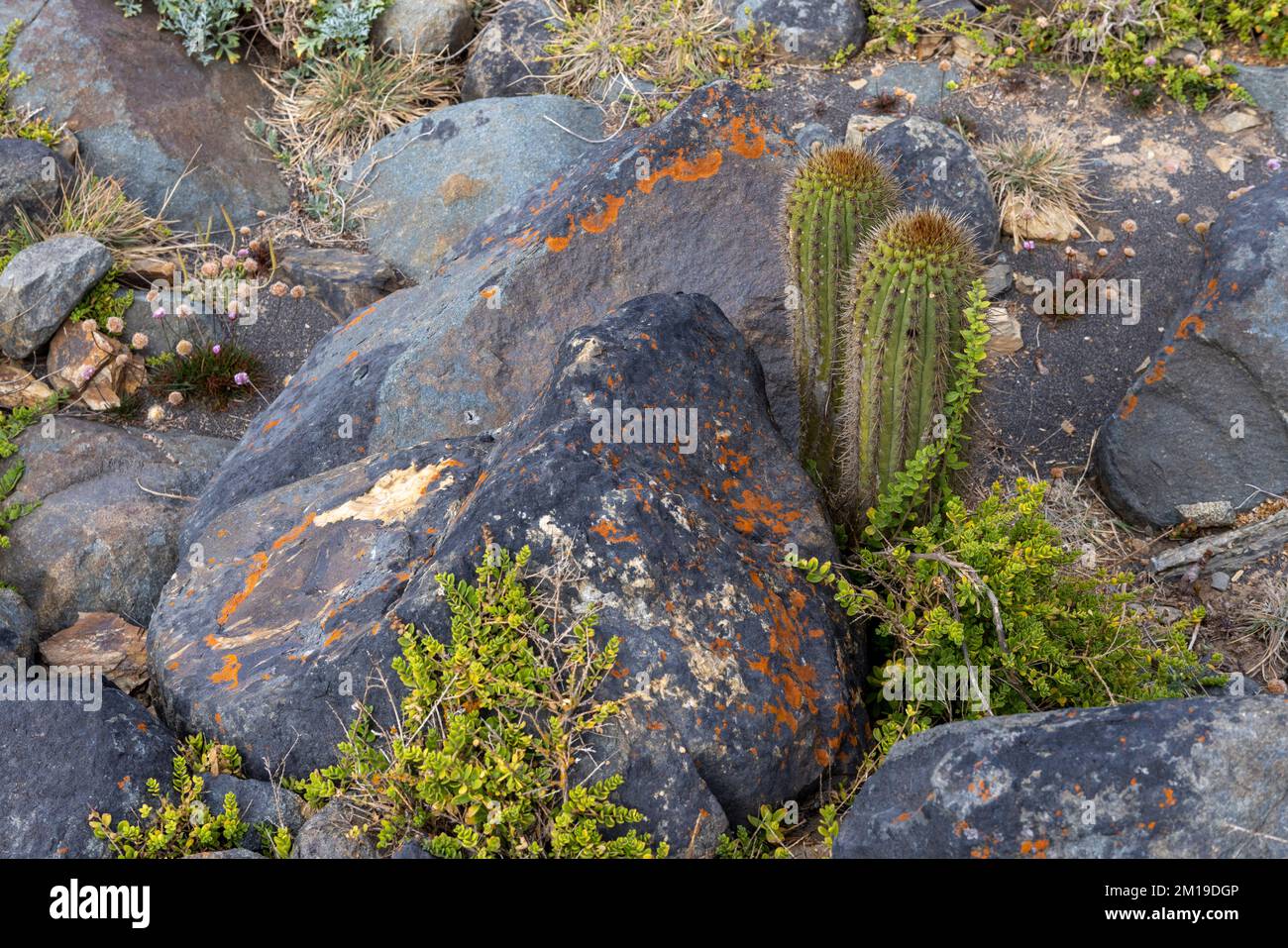 cactuses at the coast of Pichilemu, Chile Stock Photo - Alamy