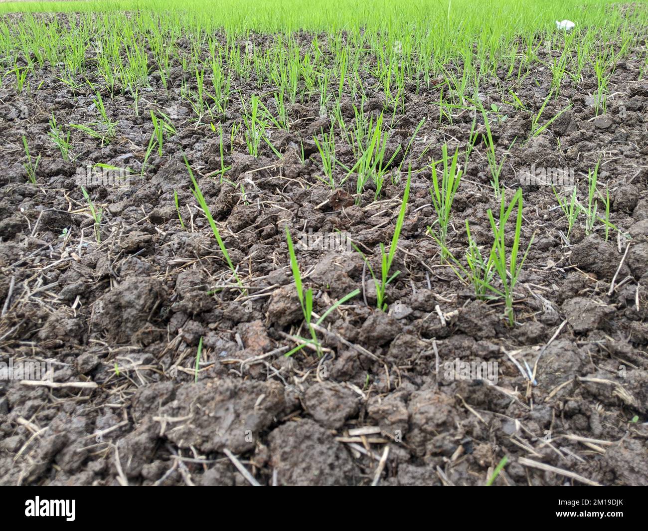 A beautiful view of soil fields with seeds and green grass Stock Photo ...