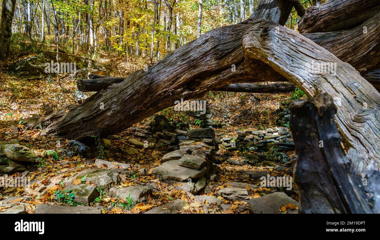 Remnants of stone fence on the Rattlesnake Lodge trail near Blue Ridge ...