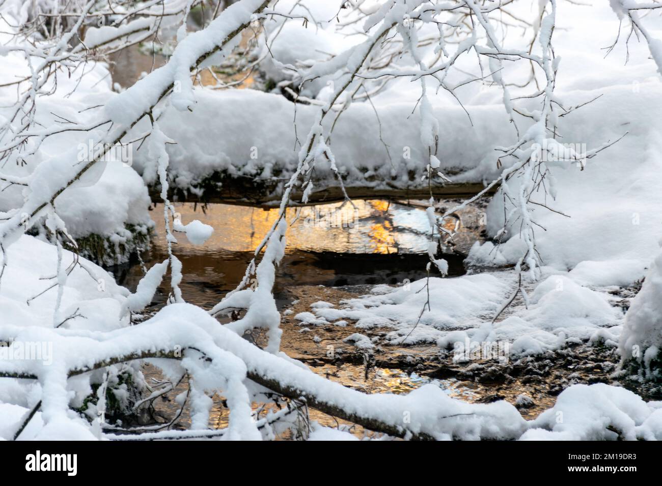 beautiful gentle winter landscape. frozen grass on snowy natural ...