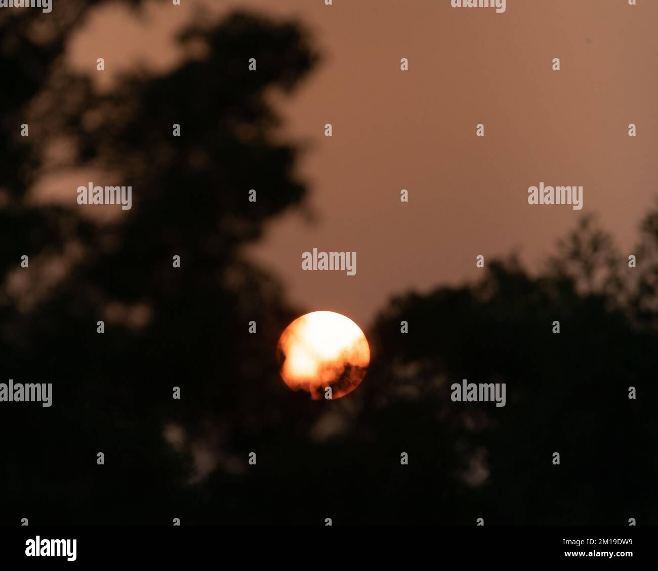 A glowing rising sun behind tree silhouettes in a park Stock Photo - Alamy