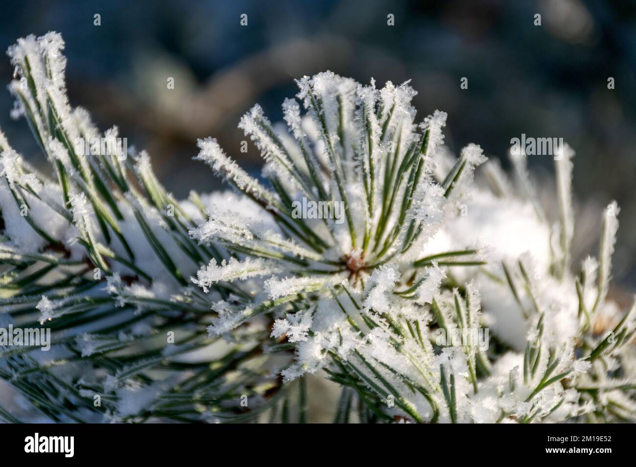 Frost covered branches of pine tree in winter fog through which morning ...