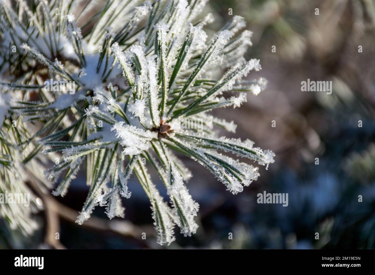 Frost covered branches of pine tree in winter fog through which morning ...