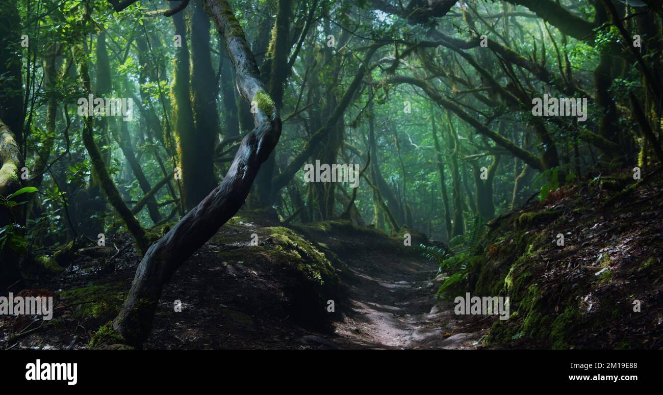 Morning foggy laurel forest in the rays of the rising sun. Powerful ...