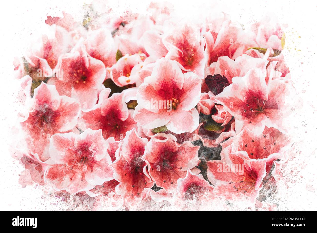 Watercolor painting of azalea flower. Watercolor pink flower background ...