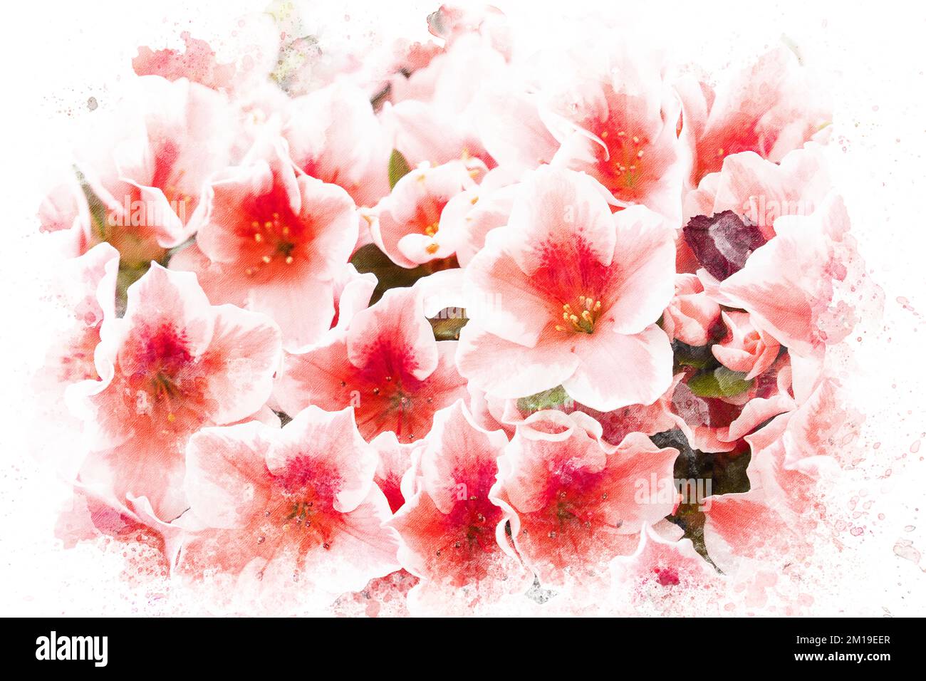 Watercolor painting of azalea flower. Watercolor pink flower background ...