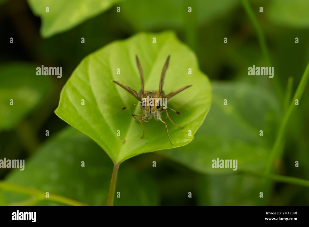 The enriching nature of nature of India Stock Photo - Alamy