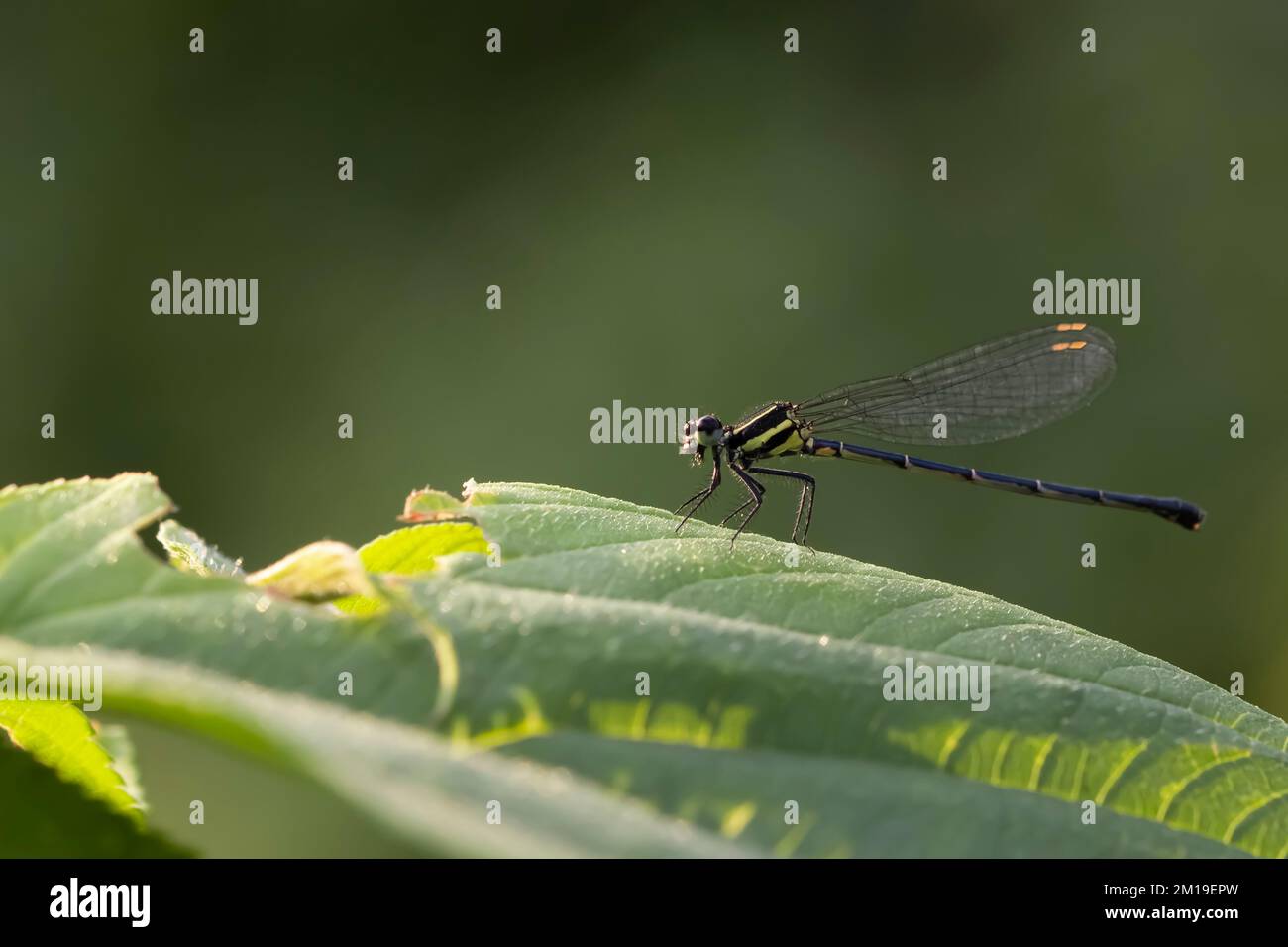 The enriching nature of nature of India Stock Photo - Alamy