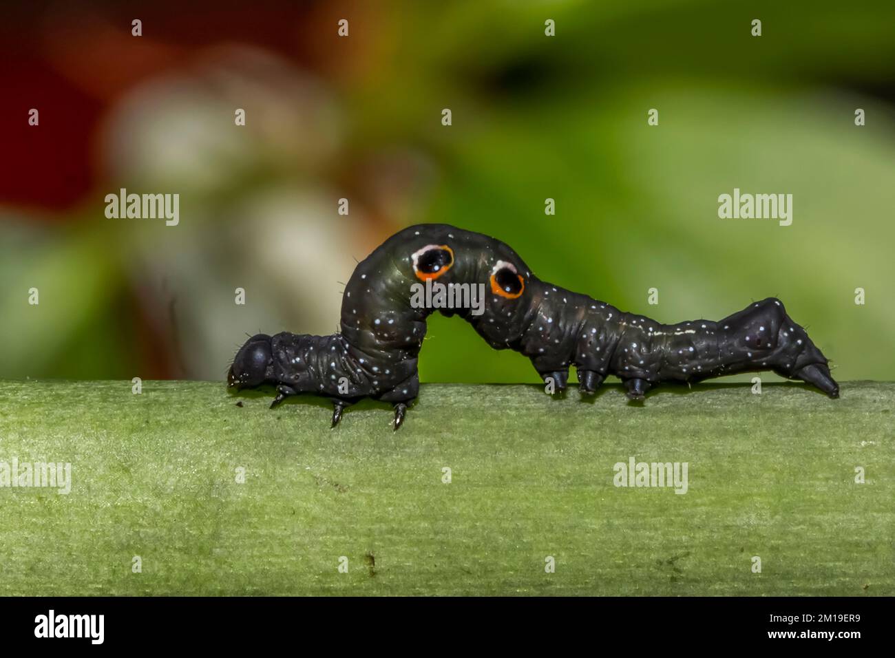The enriching nature of nature of India Stock Photo - Alamy