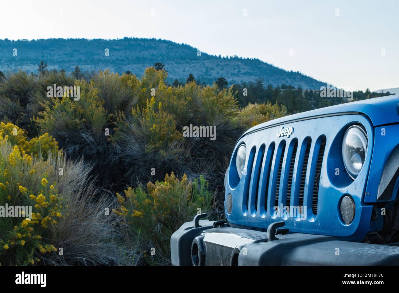 Rabbit brush hi-res stock photography and images - Alamy