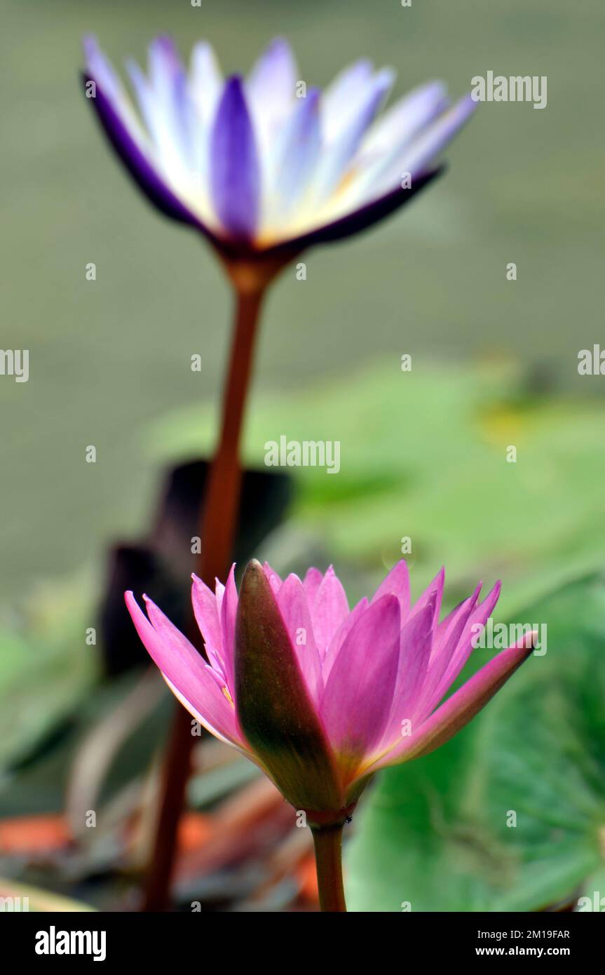 Floower hi-res stock photography and images - Alamy