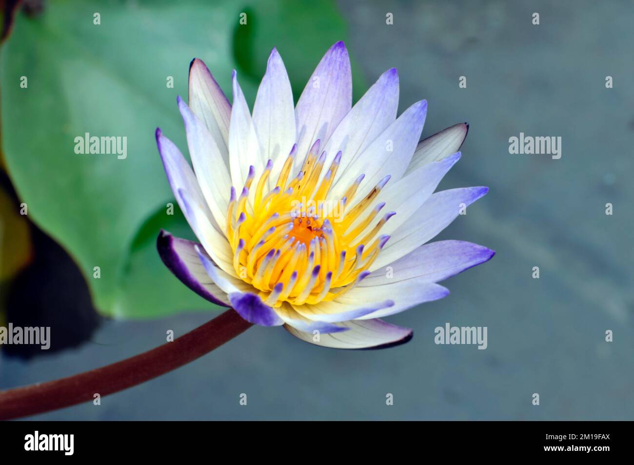 blossom lotus floower in pond Stock Photo - Alamy