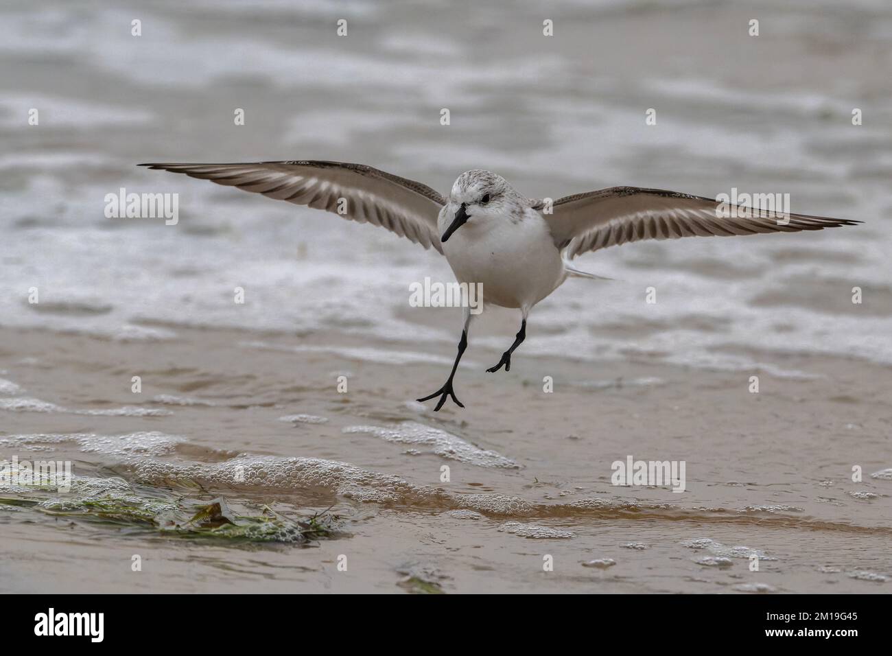 Sanderling, Calidris alba, in flight, coming in to land at tideline ...