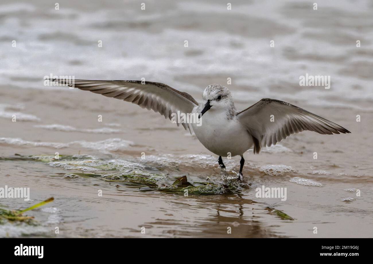 Sanderling, Calidris alba, in flight, coming in to land at tideline ...