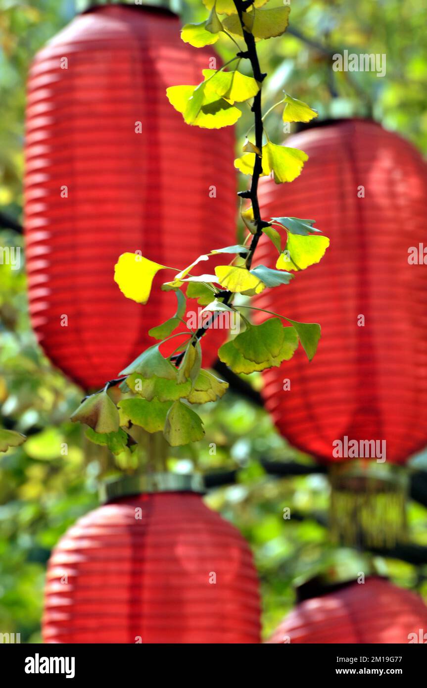 Chinese lantern tree hi-res stock photography and images - Alamy