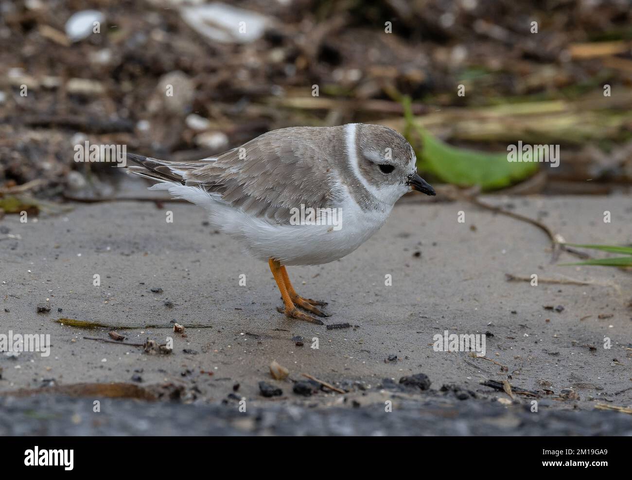 Piping plover winter hi-res stock photography and images - Alamy
