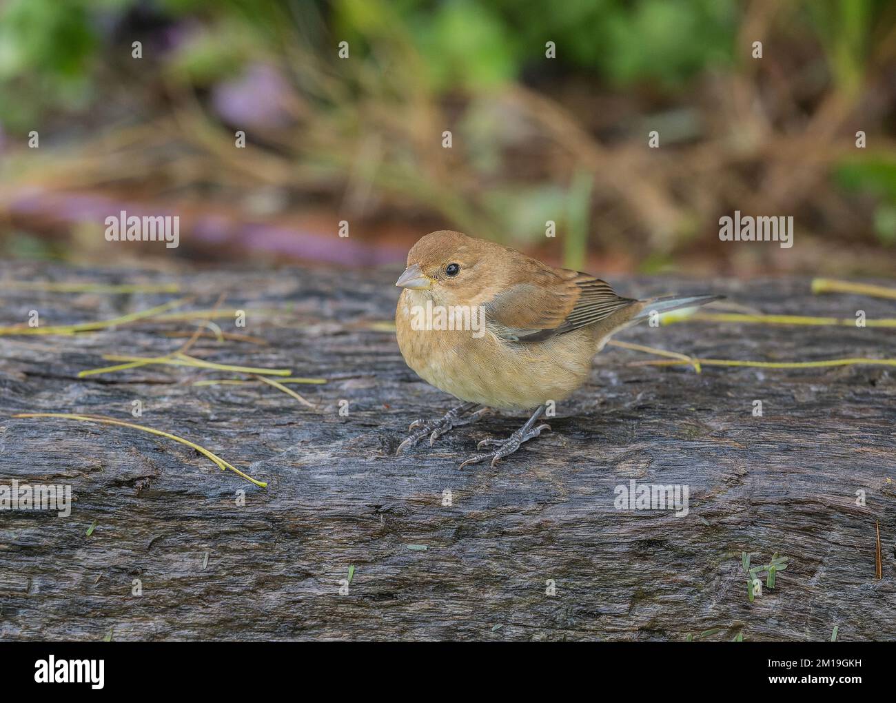 Morelet's seedeater, Sporophila morelleti, (formerly Sporophila ...