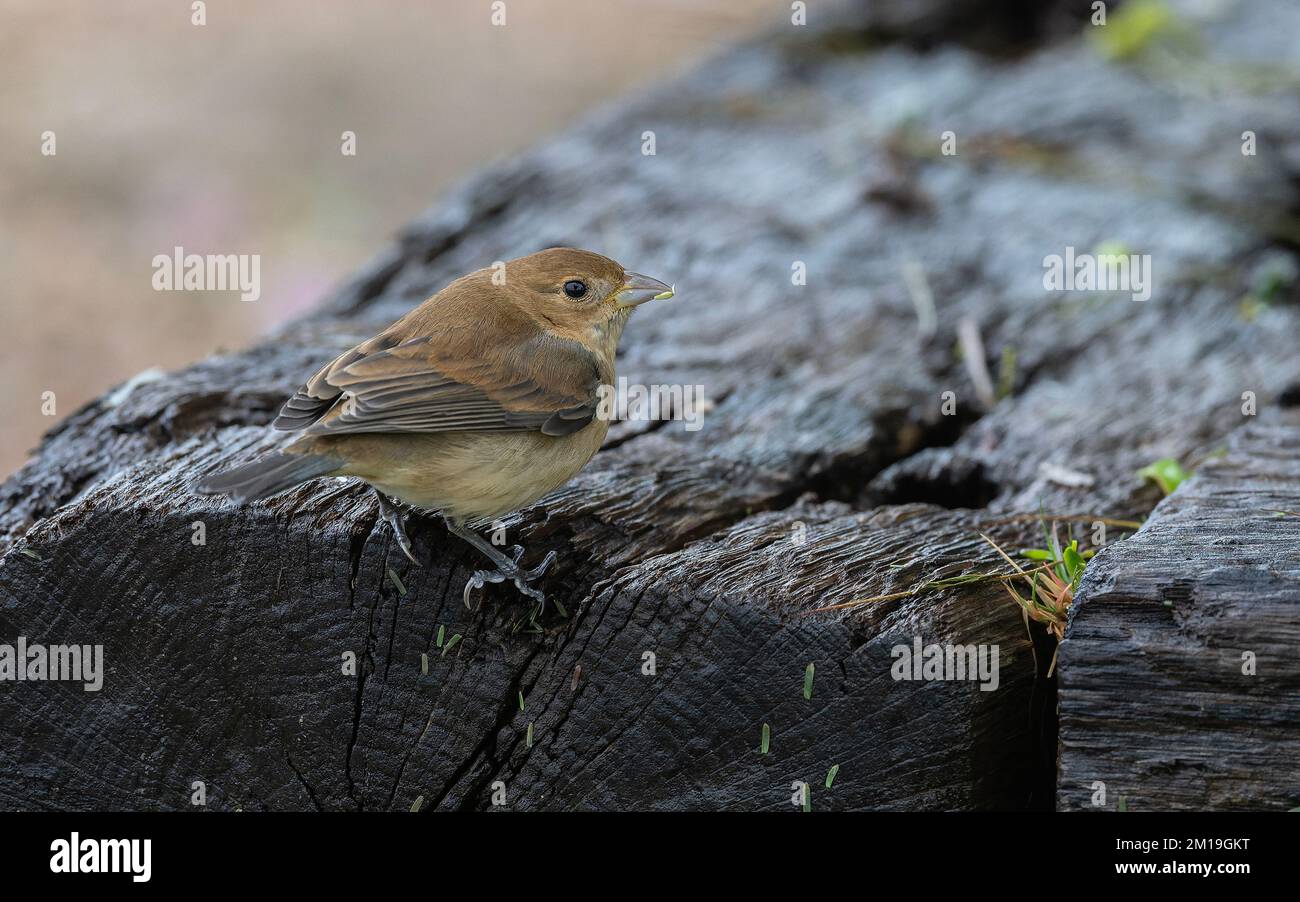 Morelet's seedeater, Sporophila morelleti, (formerly Sporophila ...