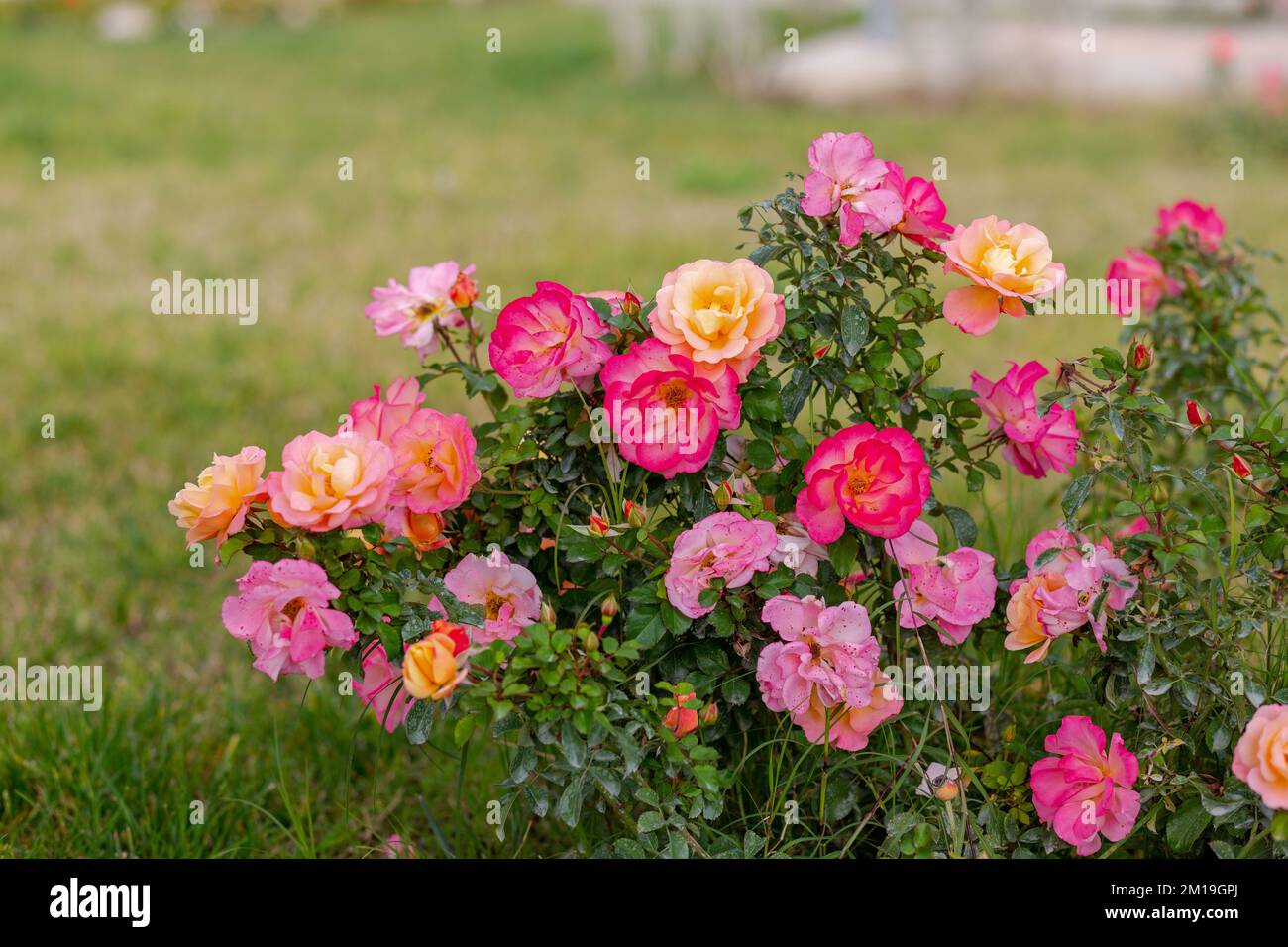 Ornamental flowers grown in the garden. Garden roses,Hybrid roses Stock ...