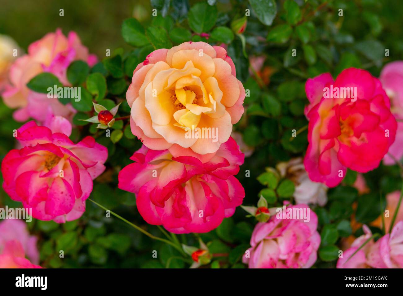 Ornamental flowers grown in the garden. Garden roses,Hybrid roses Stock ...