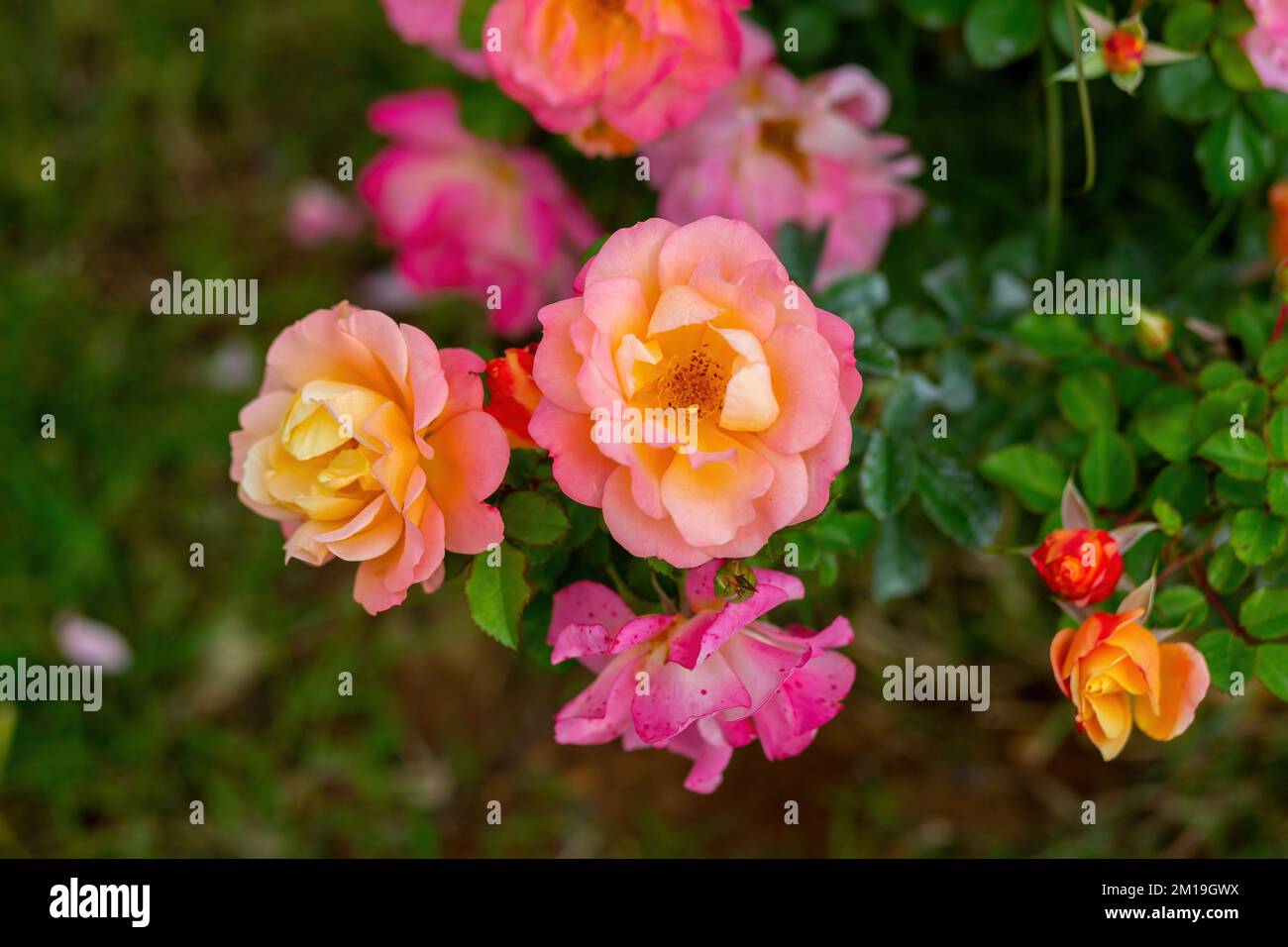 Ornamental flowers grown in the garden. Garden roses,Hybrid roses Stock ...