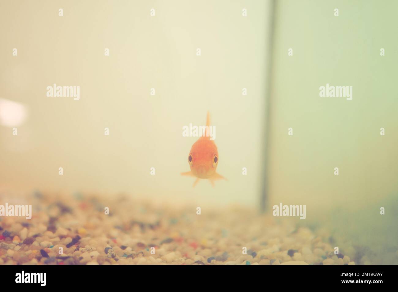 Fish goldfish looking camera hi-res stock photography and images - Alamy