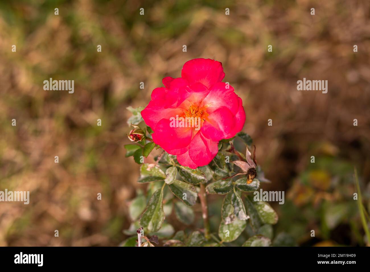 Ornamental flowers grown in the garden. Garden roses,Hybrid roses Stock ...