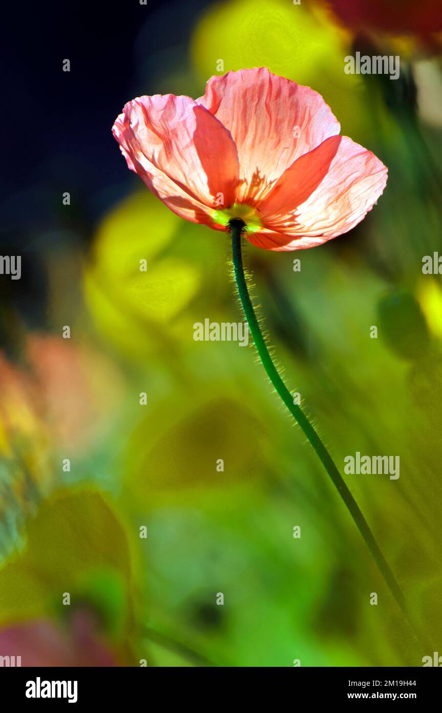 blossoming poppy flower Stock Photo - Alamy