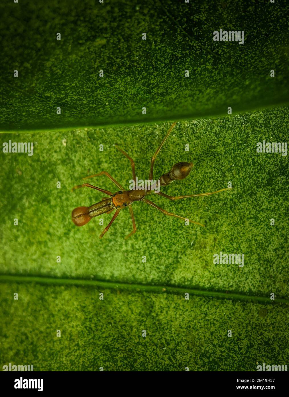 A red ant spider walking on the leaf in the garden Stock Photo - Alamy