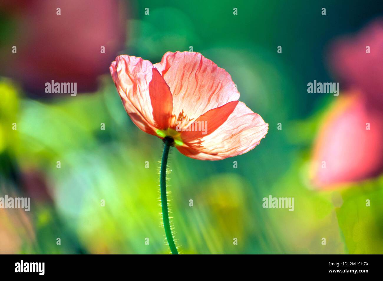 blossoming poppy flower Stock Photo - Alamy