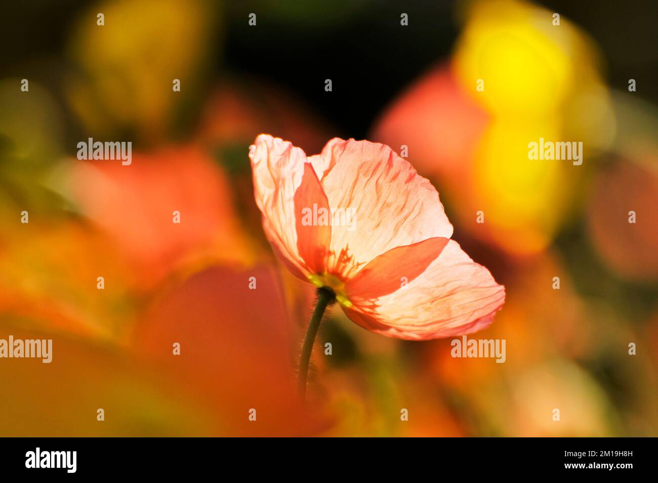 blossoming poppy flower Stock Photo - Alamy
