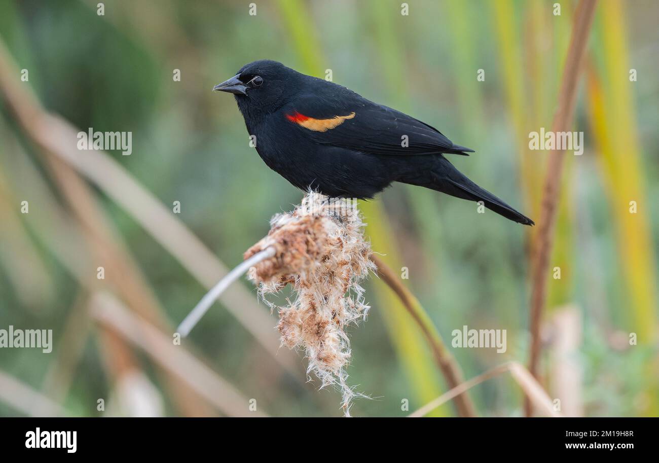 Male Red-winged blackbird, Agelaius phoeniceus, feeding on Cat-tail ...